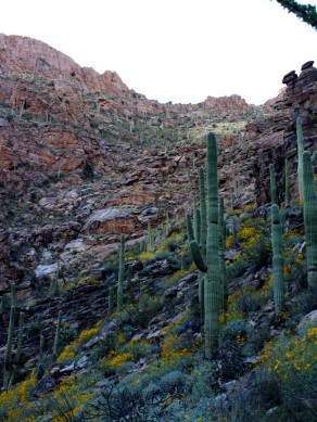 Tucson's Ventana Canyon Hiking Trail: Soaring Window Views