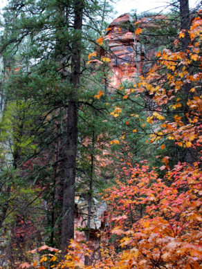 10 Best Hikes to Experience Arizona's Fall Color, throughout the state