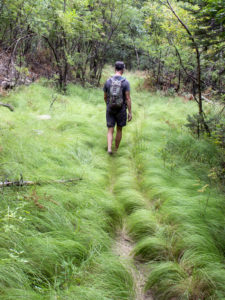 See Spring Trail: Payson, AZ's family-friendly hike to creek & springs