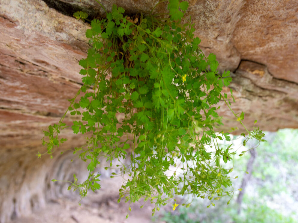 Cliff Spring Hiking Trail: Natural Treasures on the Grand Canyon's N. Rim